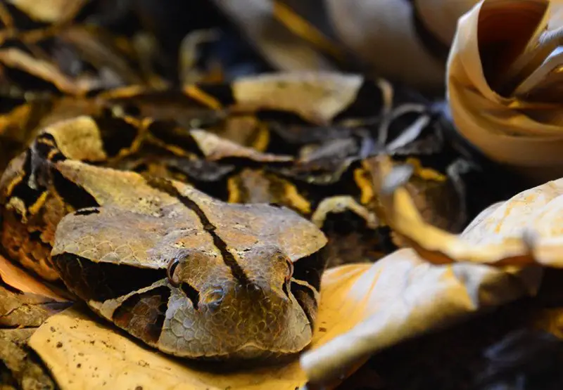 Gaboon Viper | The Animal Facts | Appearance, Behavior, Habitat