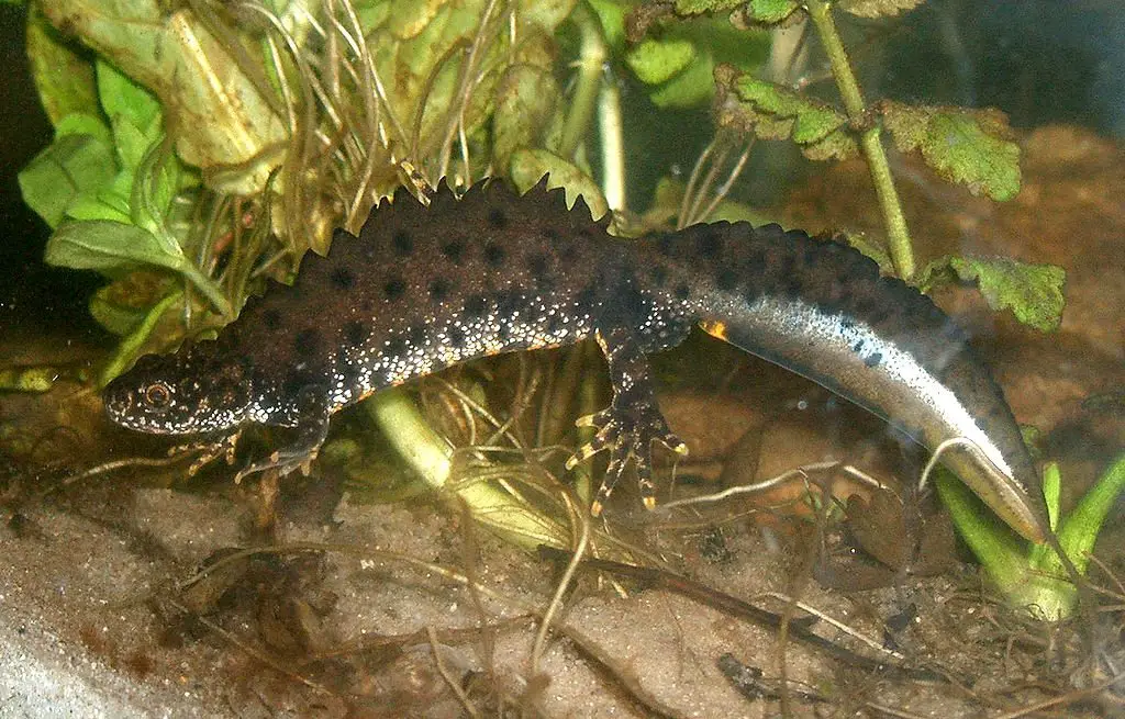 Great Crested Newt | The Animal Facts | Diet, Habitat, Appearance