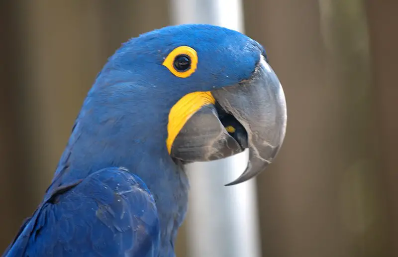 Hyacinth Macaw | The Animal Facts | Appearance, Diet, Habitat