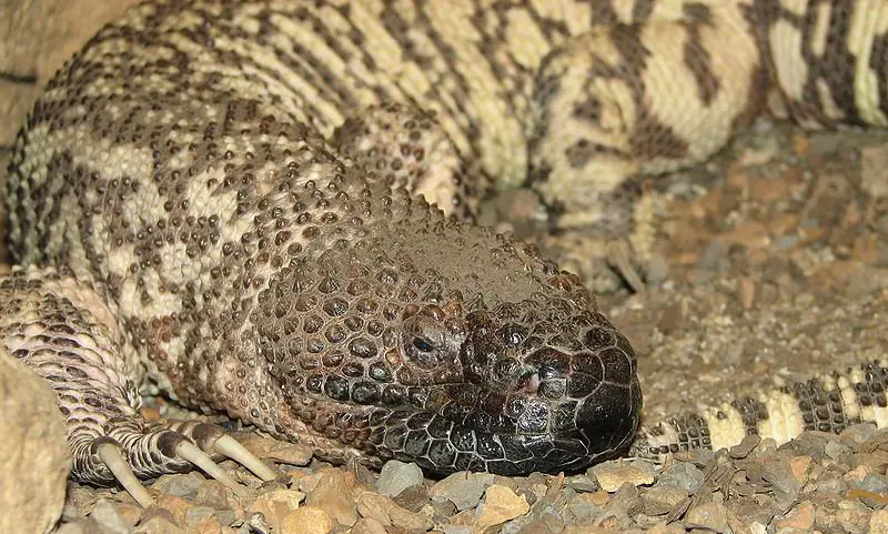 Mexican Beaded Lizard | The Animal Facts | Appearance, Diet, Behavior