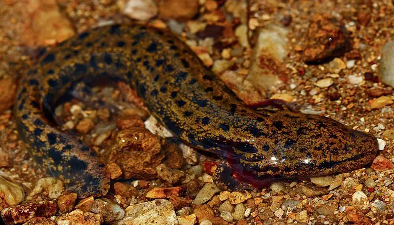 Mudpuppy | The Animal Facts | Appearance, Diet, Habitat, Behavior