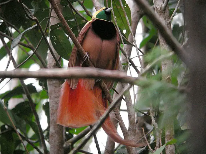 Raggiana Bird of Paradise | The Animal Facts | Diet, Habitat, Appearance