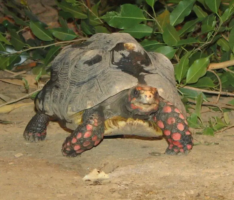 Red Footed Tortoise | The Animal Facts | Diet, Habitat, Behaviour Red Footed Tortoise | The Animal Facts | Diet, Habitat, Behaviour