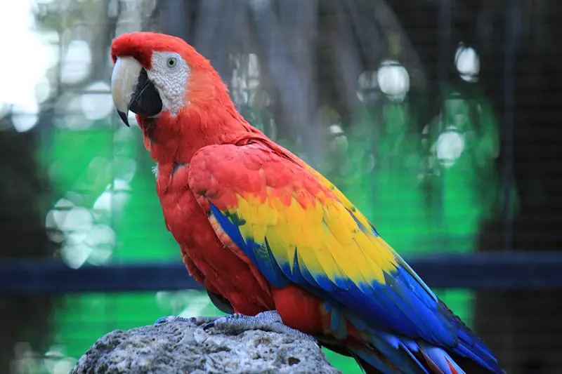 Scarlet Macaw | The Animal Facts | Habitat, Diet, Appearance