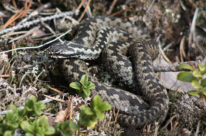 Common Adder | The Animal Facts | Habitat, Diet, Appearance
