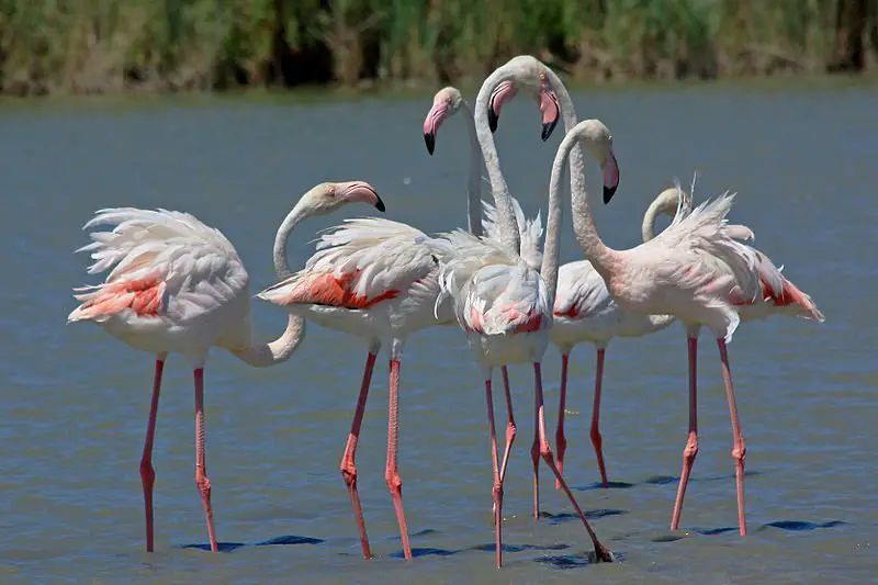 Greater Flamingo | The Animal Facts | Appearance, Habitat, Diet