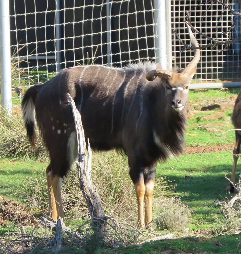Nyala | The Animal Facts | Habitat, Diet, Appearance, Behavior