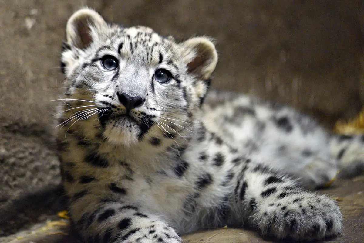 Cute Snow Leopard Cubs