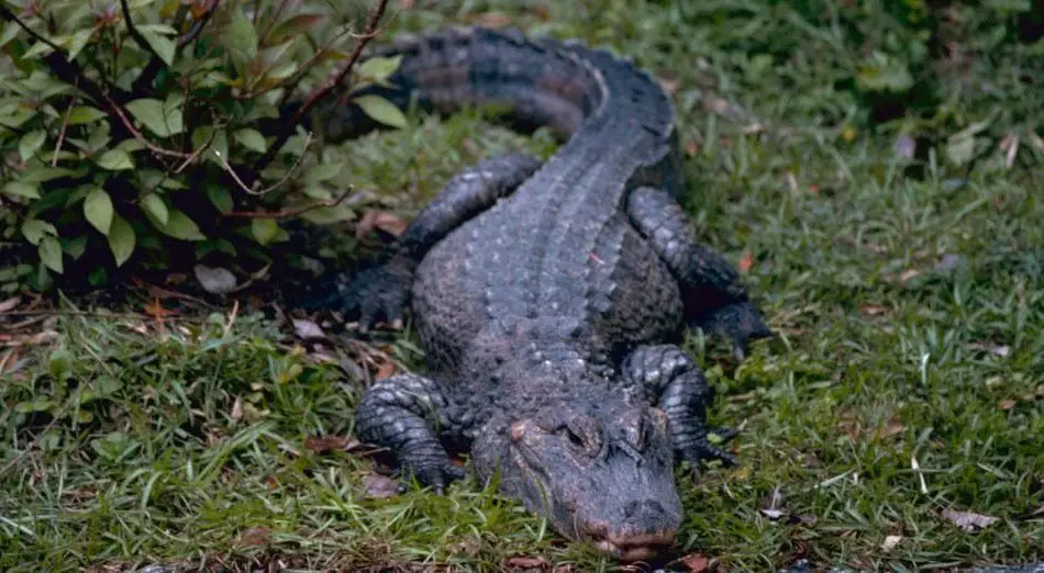 Chinese Alligator | The Animal Facts | Appearance, Habitat, Diet, Behavior