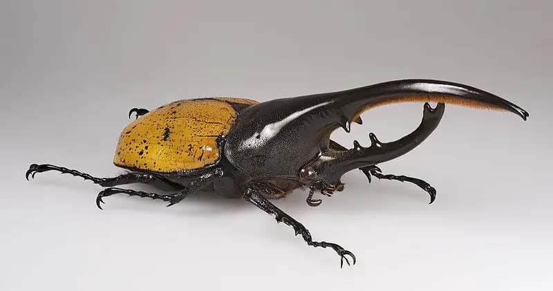 Hercules Beetle | The Animal Facts | Appearance, Diet, Habitat, Behavior