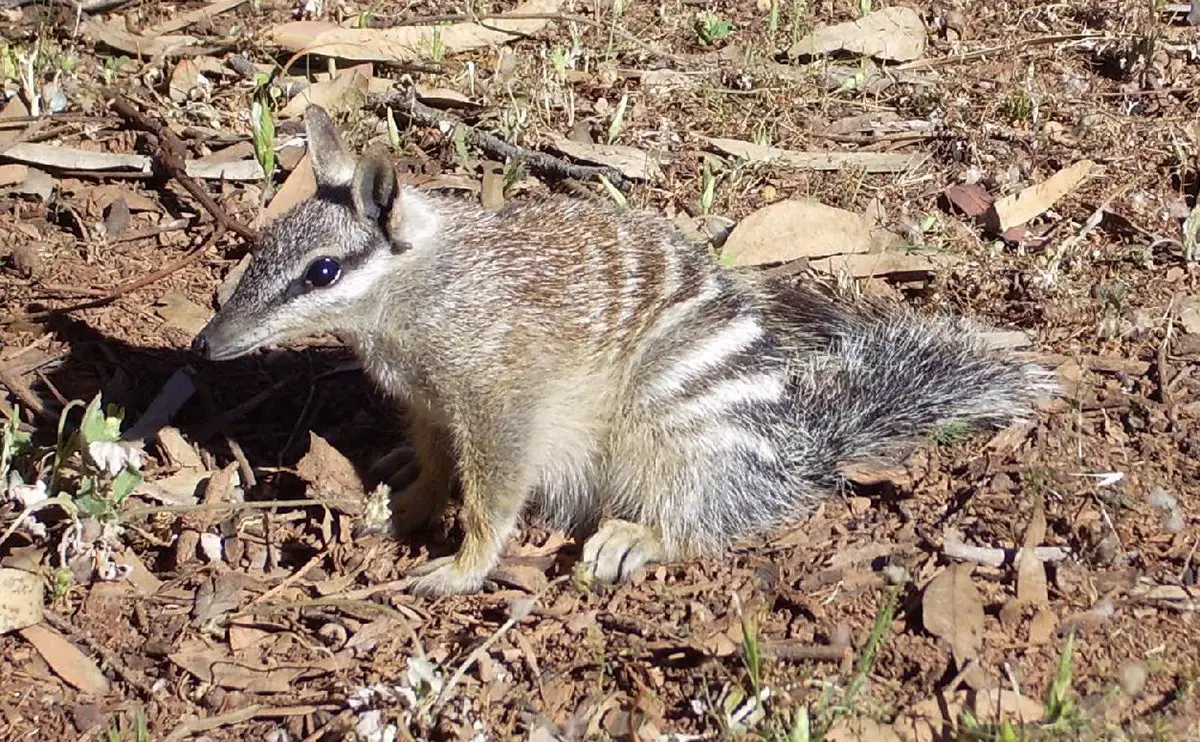 Numbat | The Animal Facts | Appearance, Diet, Habitat, Behavior, Lifespan