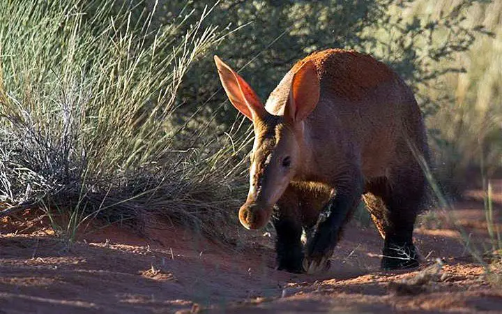 Aardvark | The Animal Facts | Appearance, Habitat, Range, Diet