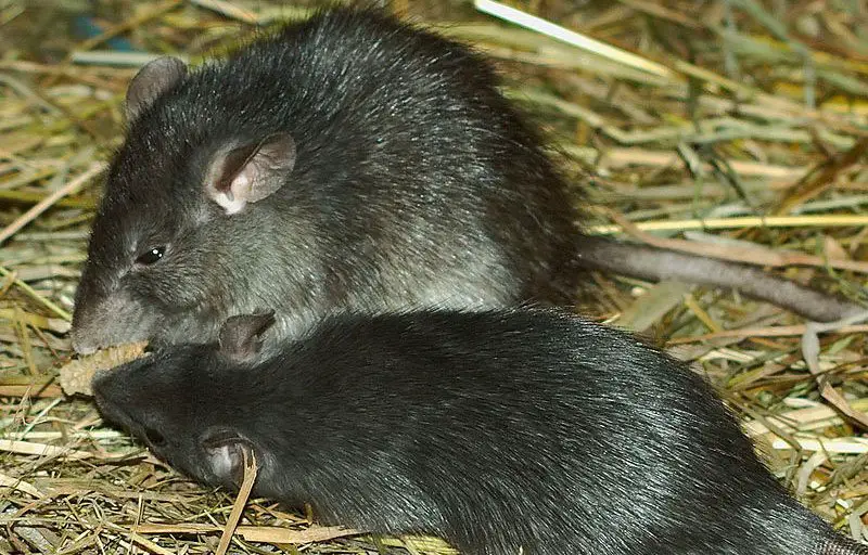 Black Rat | The Animal Facts | Appearance, Habitat, Diet, Behavior