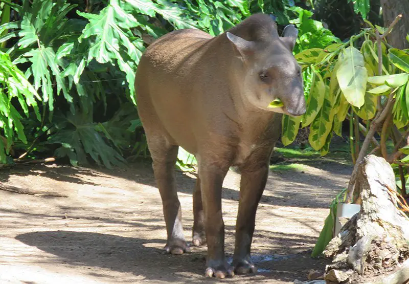 Brazilian Tapir | The Animal Facts | Appearance, Diet, Habitat, Behavior
