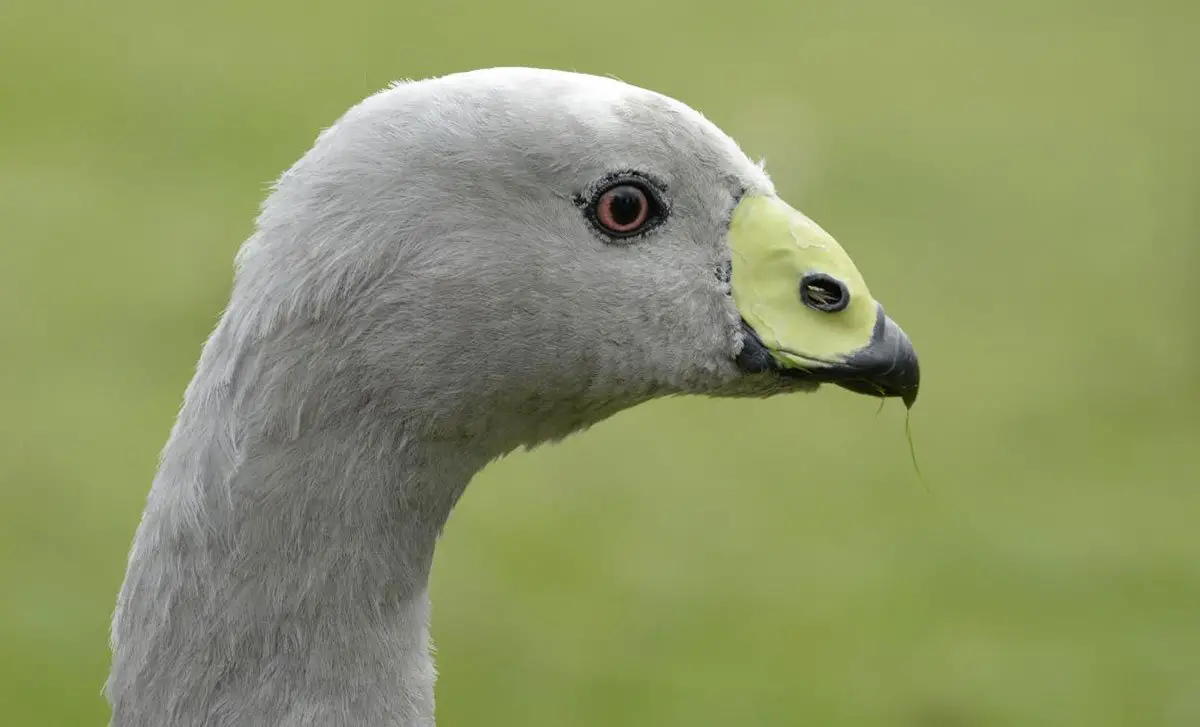 Cape Barren Goose | The Animal Facts | Appearance, Diet, Habitat