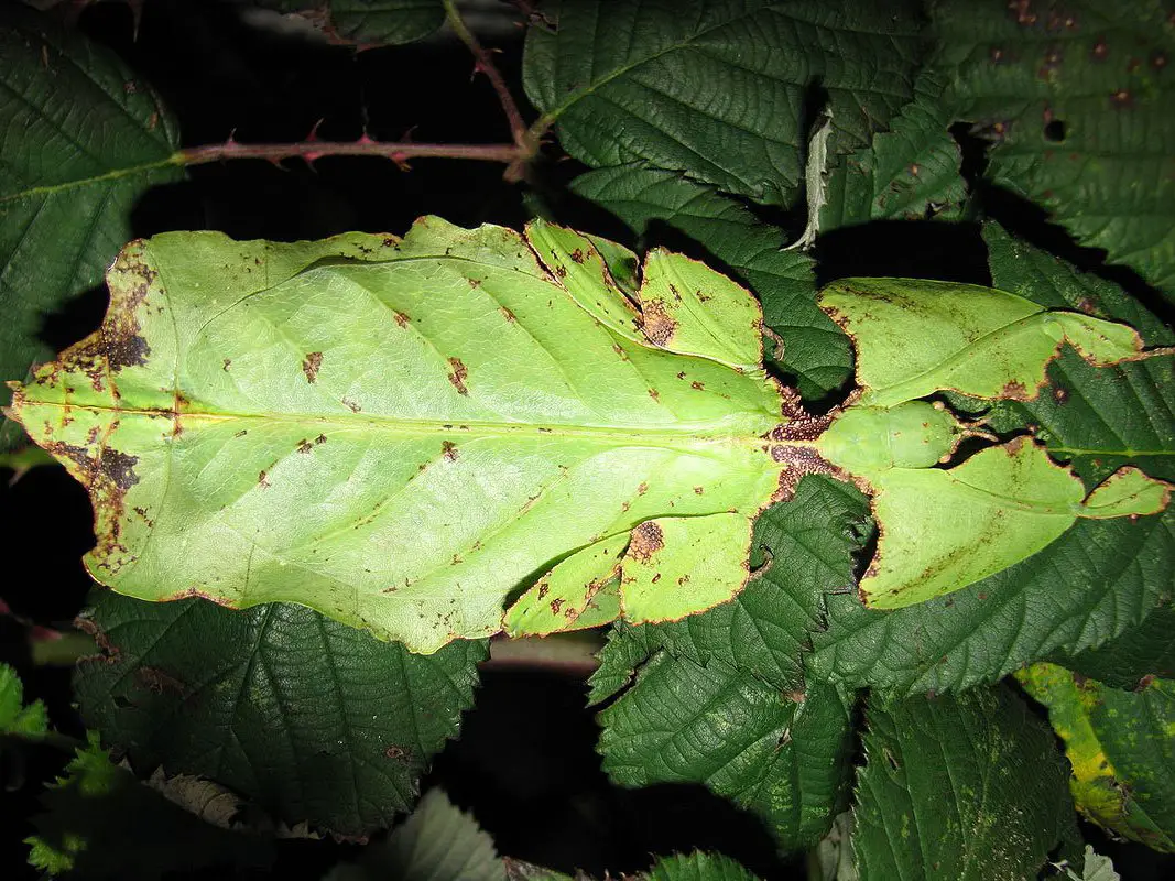 Giant Leaf Insect | The Animal Facts | Appearance, Diet, Habitat