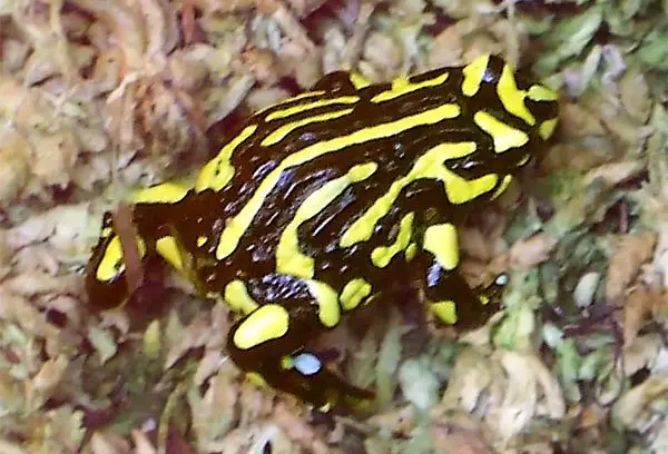 Southern Corroboree Frog | The Animal Facts | Appearance, Diet, Habitat