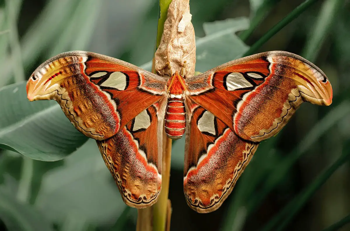 Atlas Moth | The Animal Facts | Appearance, Diet, Habitat, Behavior