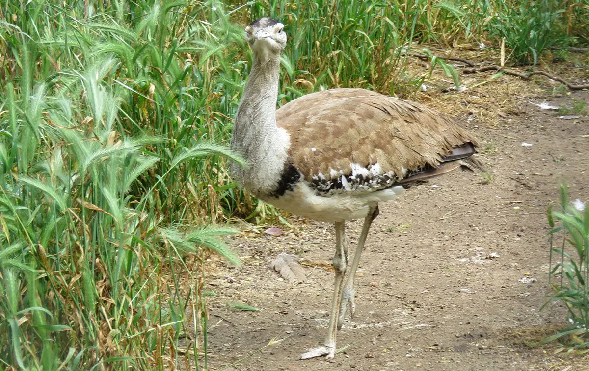 Australian Bustard | The Animal Facts | Appearance, Diet, Habitat