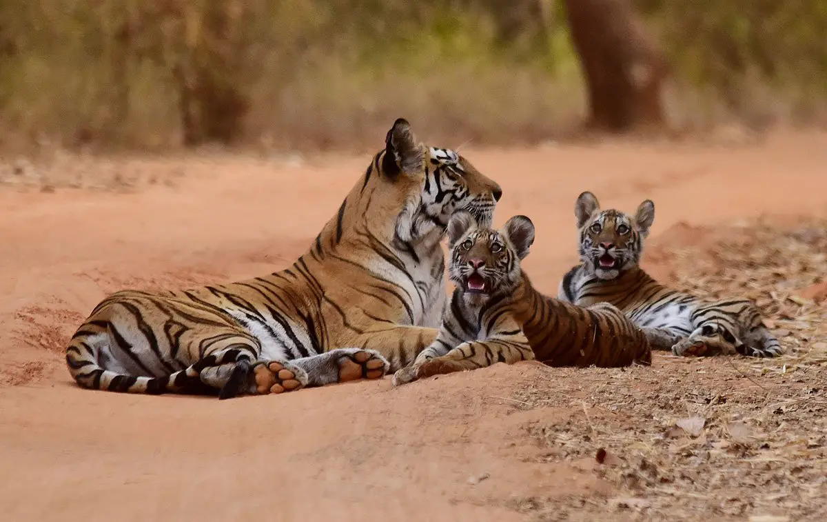 Tiger | The Animal Facts | Appearance, Diet, Habitat, Lifespan, Behavior