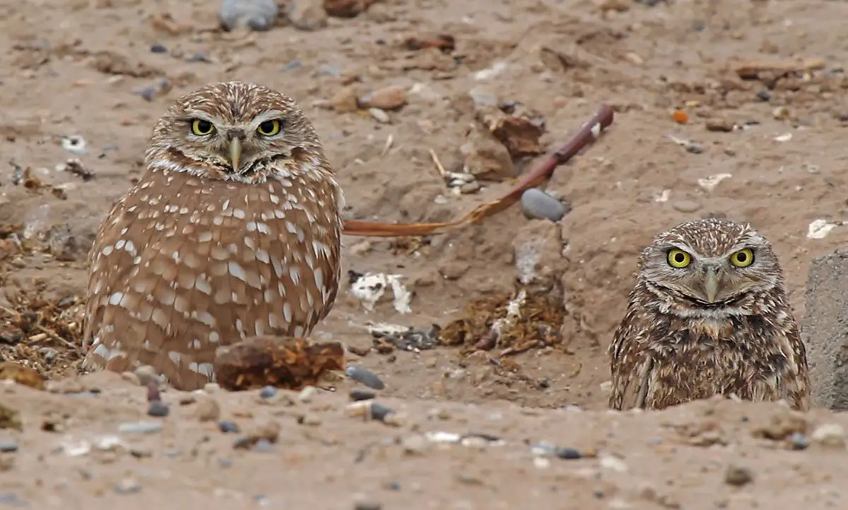 Burrowing Owl - The Animal Facts - Appearance, Diet, Habitat, Behavior