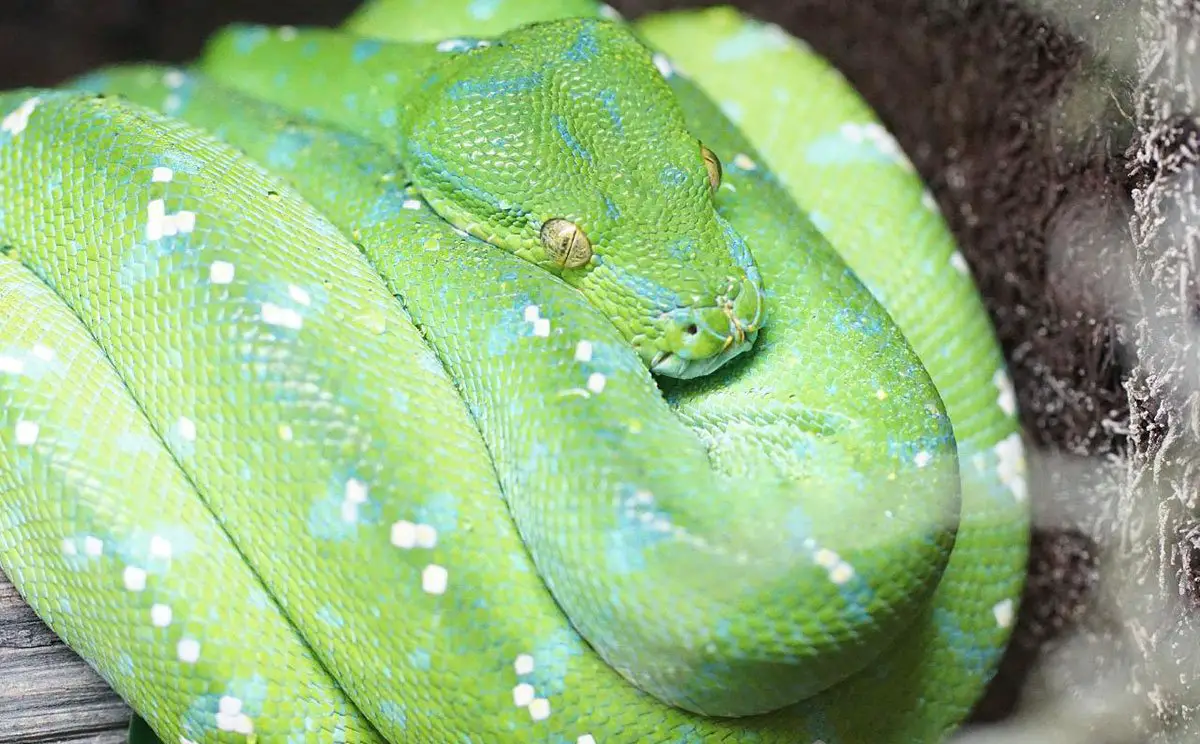 Green Tree Python | The Animal Facts | Appearance, Diet Habitat Green Tree Python | The Animal Facts | Appearance, Diet Habitat