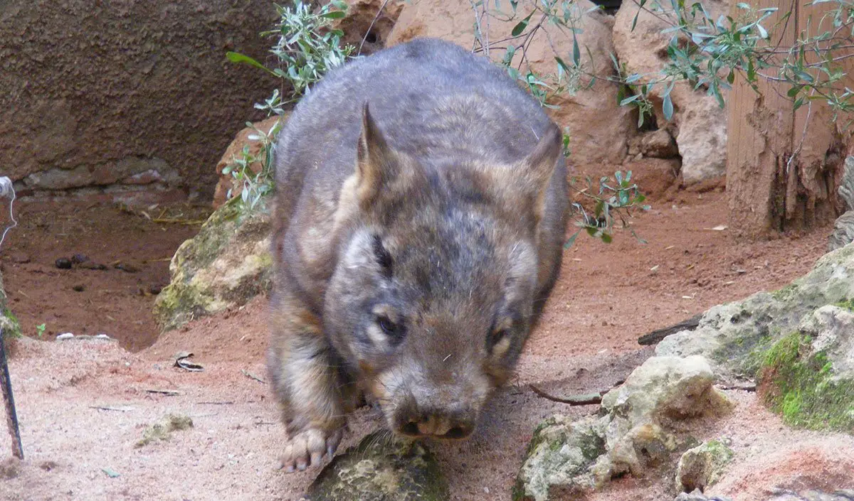 Southern Hairy Nosed Wombat | The Animal Facts | Appearance, Diet
