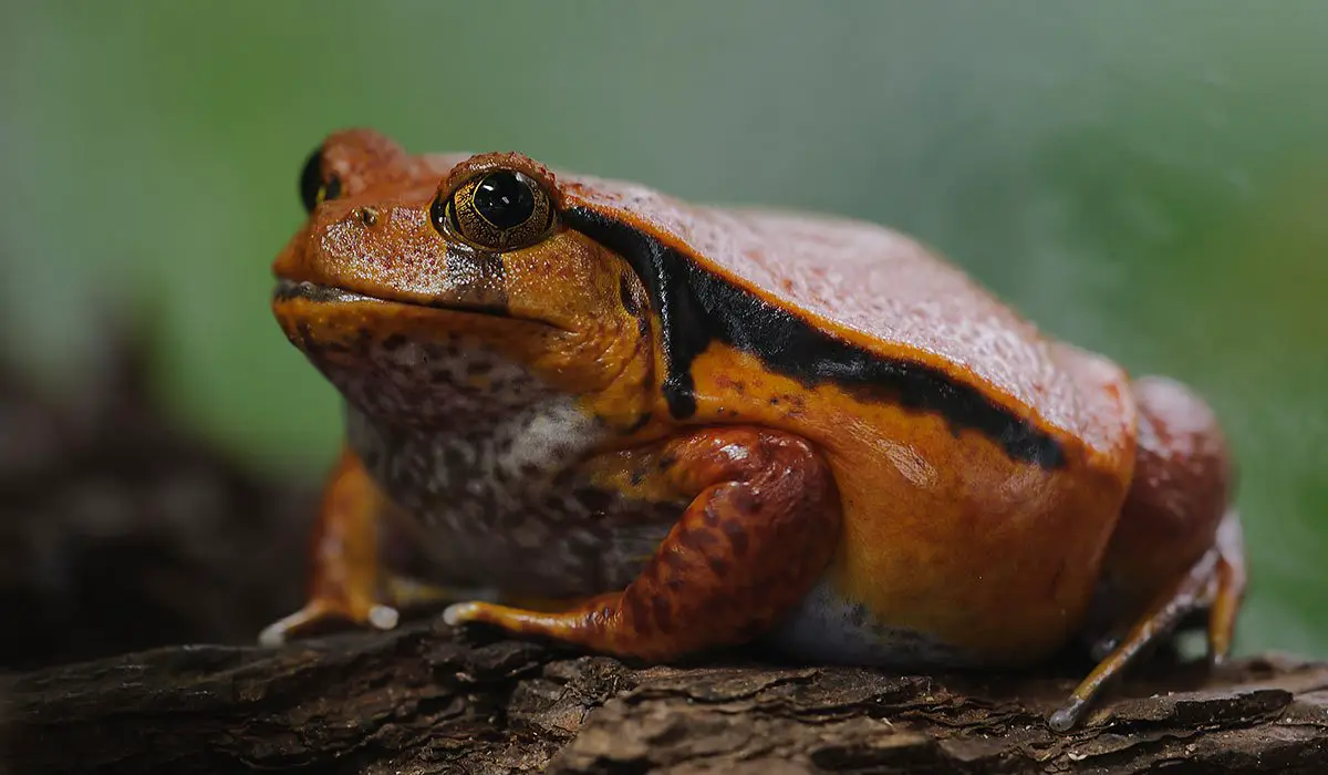Tomato Frog | The Animal Facts | Appearance, Habitat, Behavior, Diet