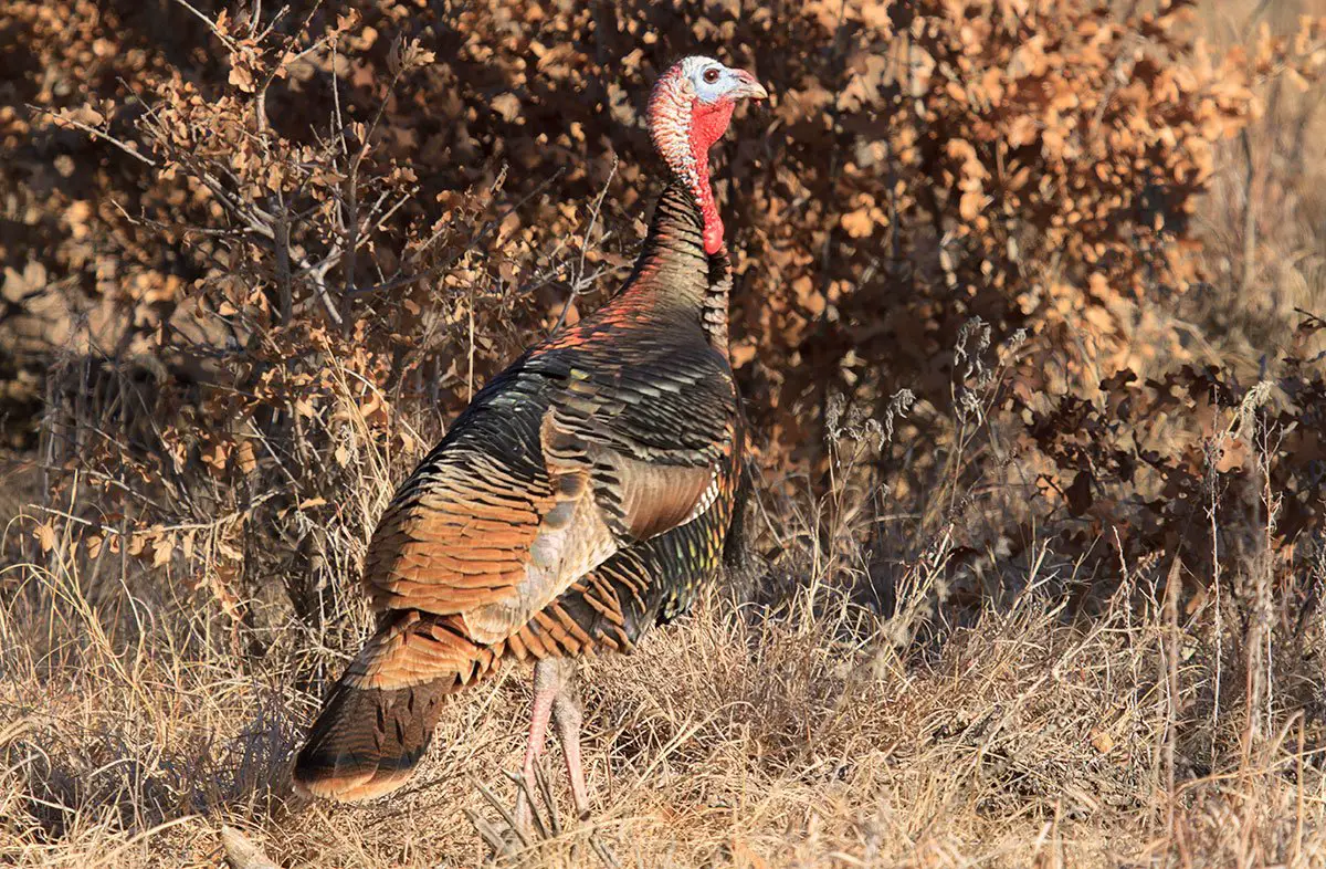 Wild Turkey | The Animal Facts | Appearance, Diet, Habitat, Behavior