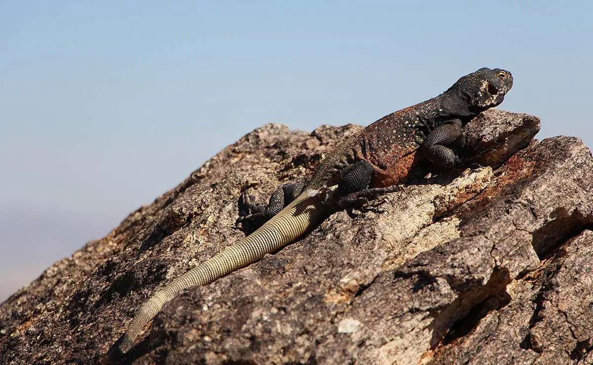 Common Chuckwalla | The Animal Facts | Appearance, Diet, Habitat