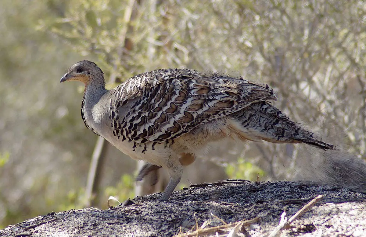 Malleefowl - The Animal Facts - Appearance, Diet, Behavior, Habitat