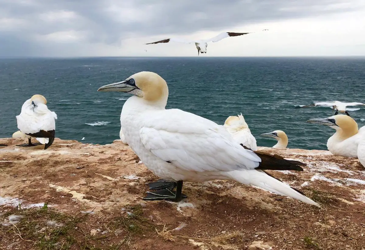Northern Gannet | The Animal Facts | Appearance, Diet, Habitat, Behavior