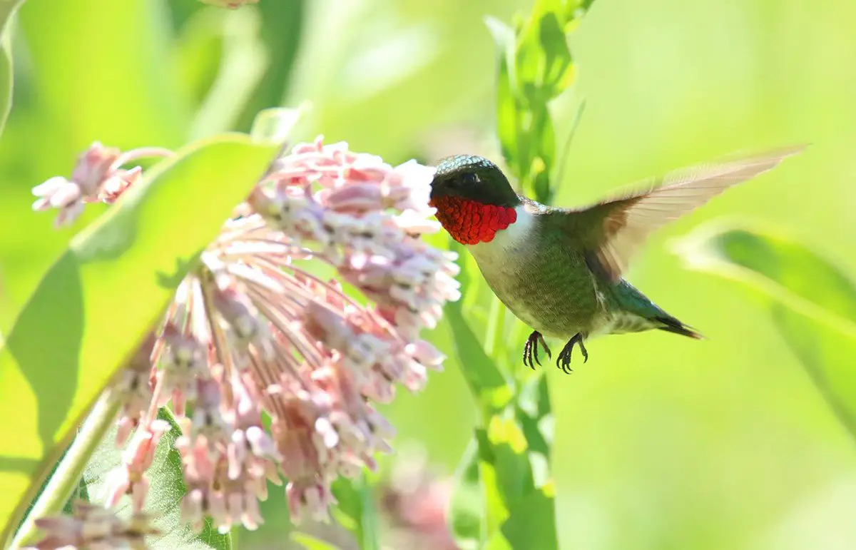 Ruby-Throated Hummingbird | The Animal Facts | Appearance and Diet