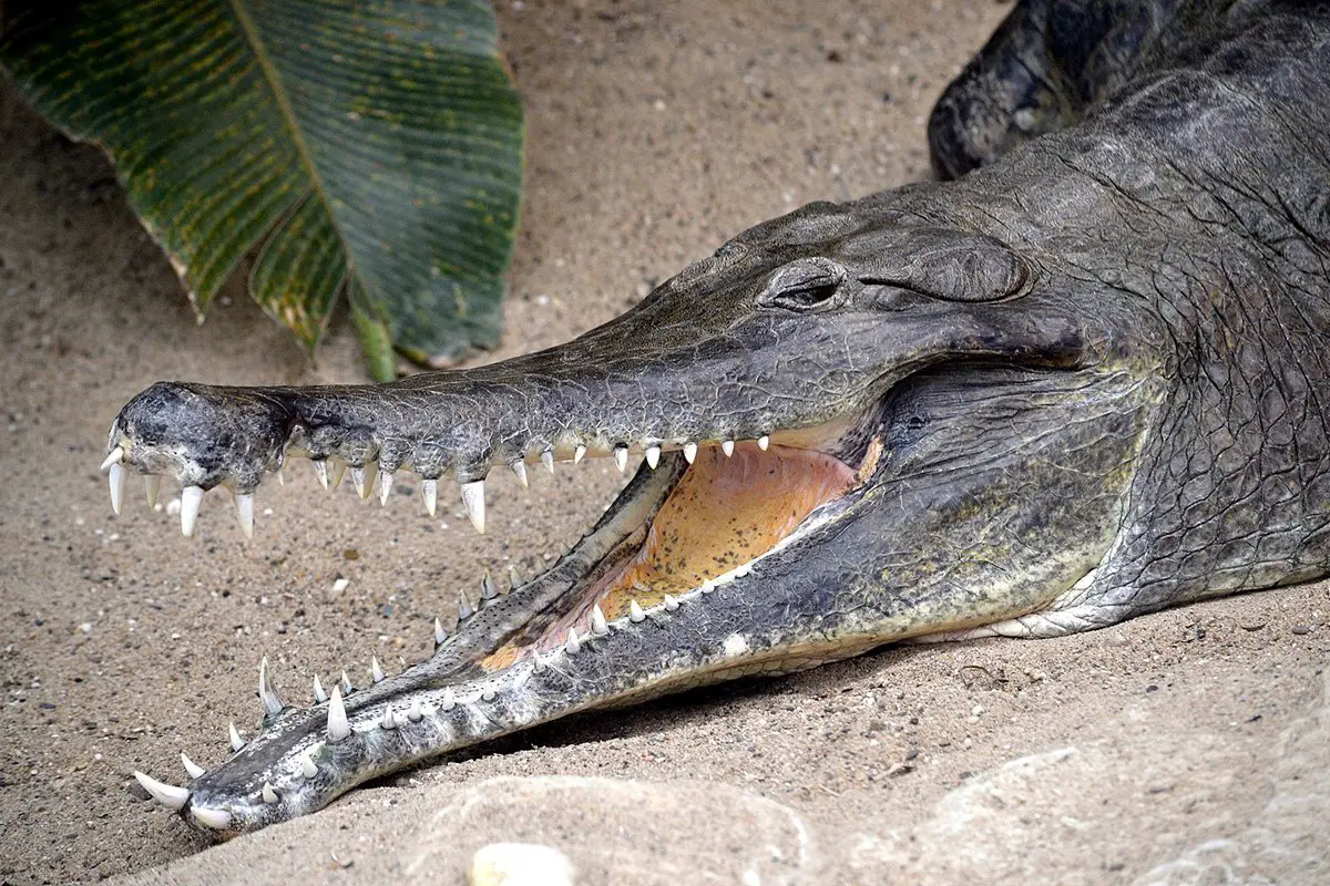 African Slender Snouted Crocodile | The Animal Facts