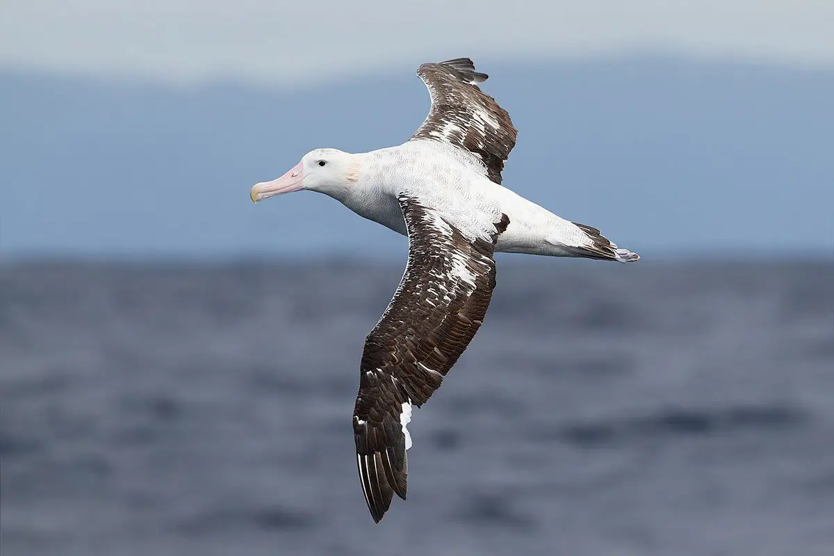 Wandering Albatross | The Animal Facts | Appearance, Diet, Habitat
