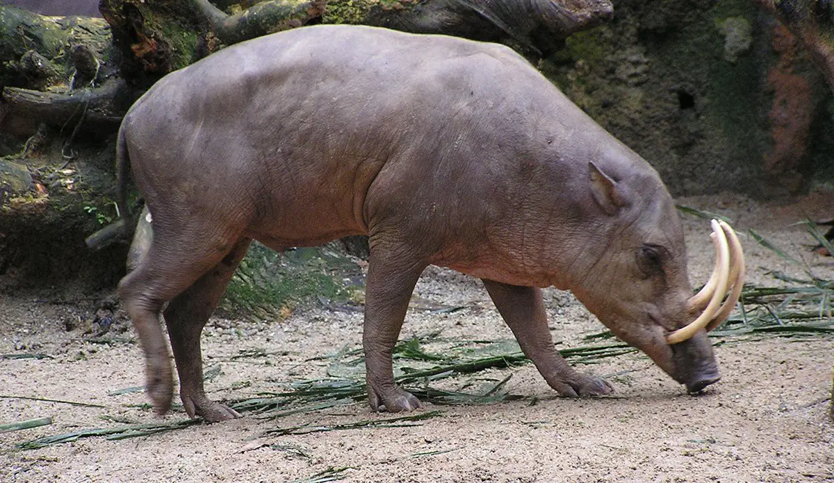 Babirusa | The Animal Facts | Appearance, Diet, Habitat, Behavior