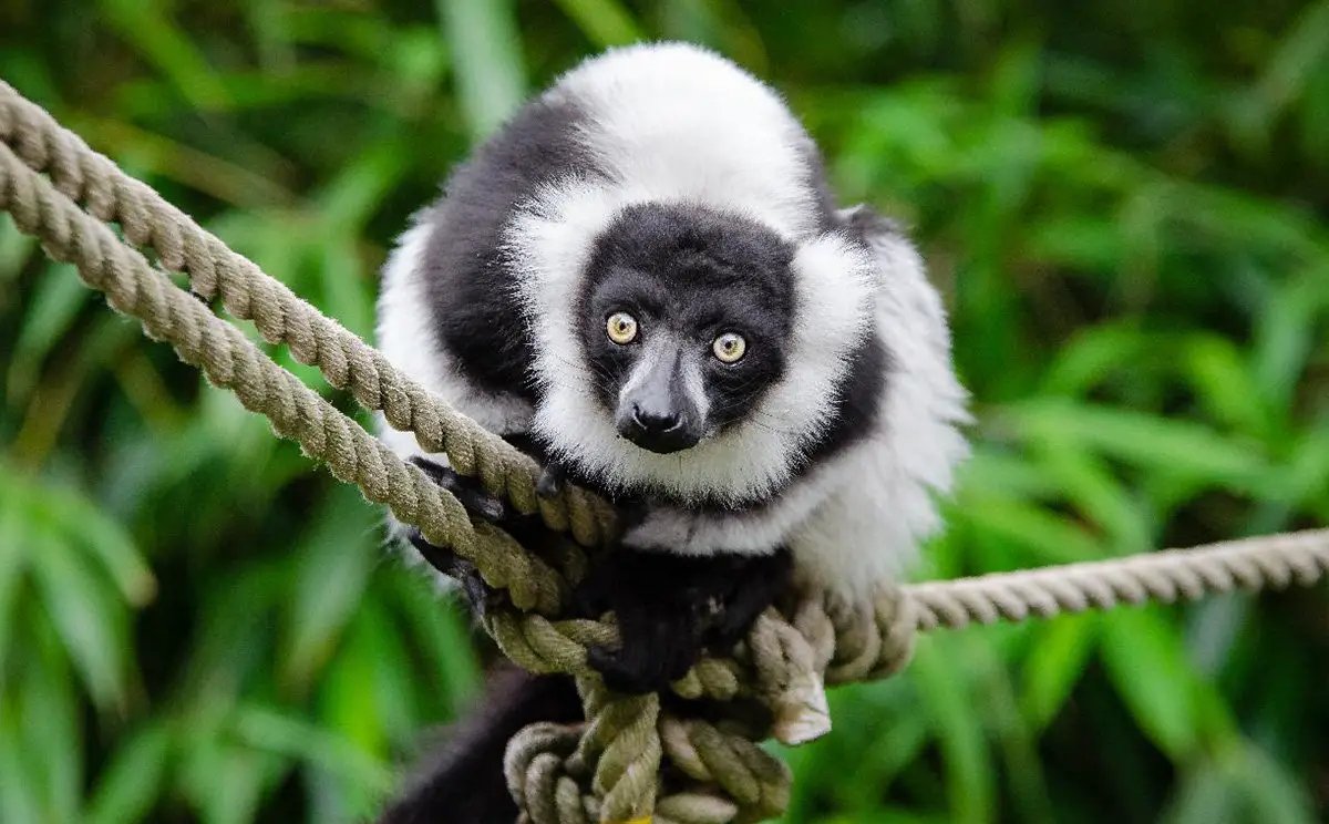 Black and White Ruffed Lemur | The Animal Facts | Appearance, Behavior