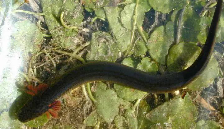 Greater Siren | The Animal Facts | Appearance, Diet, Habitat, Behavior