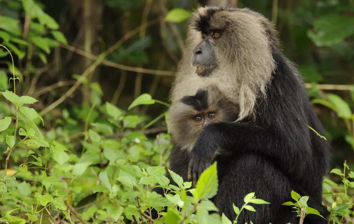 Lion-Tailed Macaque | The Animal Facts | Appearance, Diet, Habitat