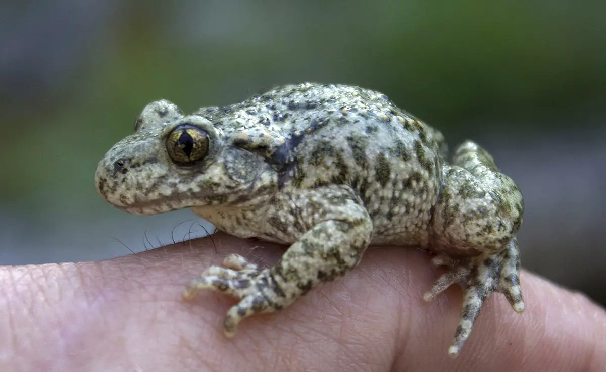 Midwife Toad | The Animal Facts | Appearance, Diet, Habitat, Behavior