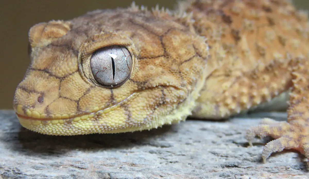 Centralian Rough Knob-Tail Gecko | The Animal Facts | Appearance, Diet