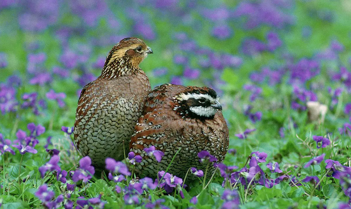Northern Bobwhite | The Animal Facts | Appearance, Diet, Habitat