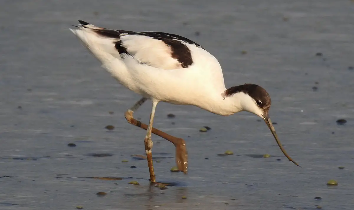 Pied Avocet | The Animal Facts | Appearance, Diet, Habitat, Behavior
