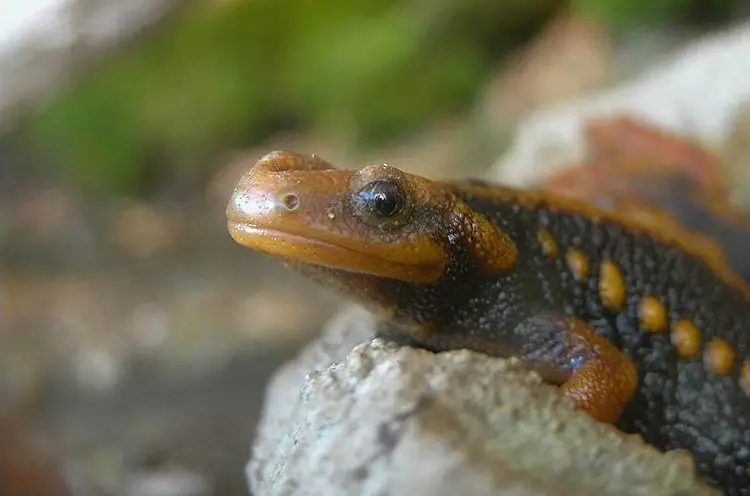 Crocodile Newt | The Animal Facts | Appearance, Diet, Habitat, Behavior