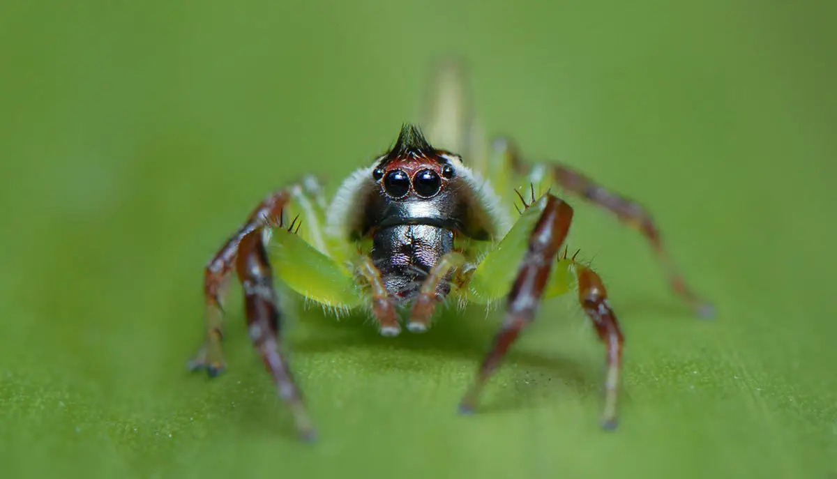 Green Jumping Spider | The Animal Facts | Appearance, Diet, Habitat