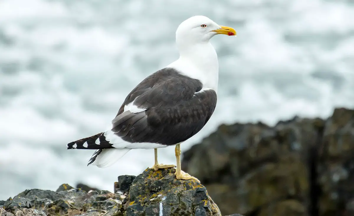 Kelp Gull | The Animal Facts | Appearance, Diet, Habitat, Behavior