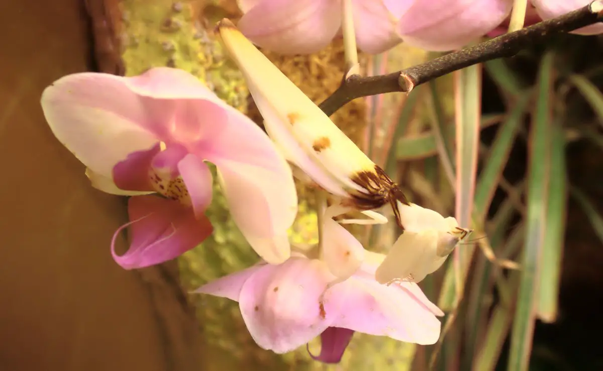 Orchid Mantis Camouflage