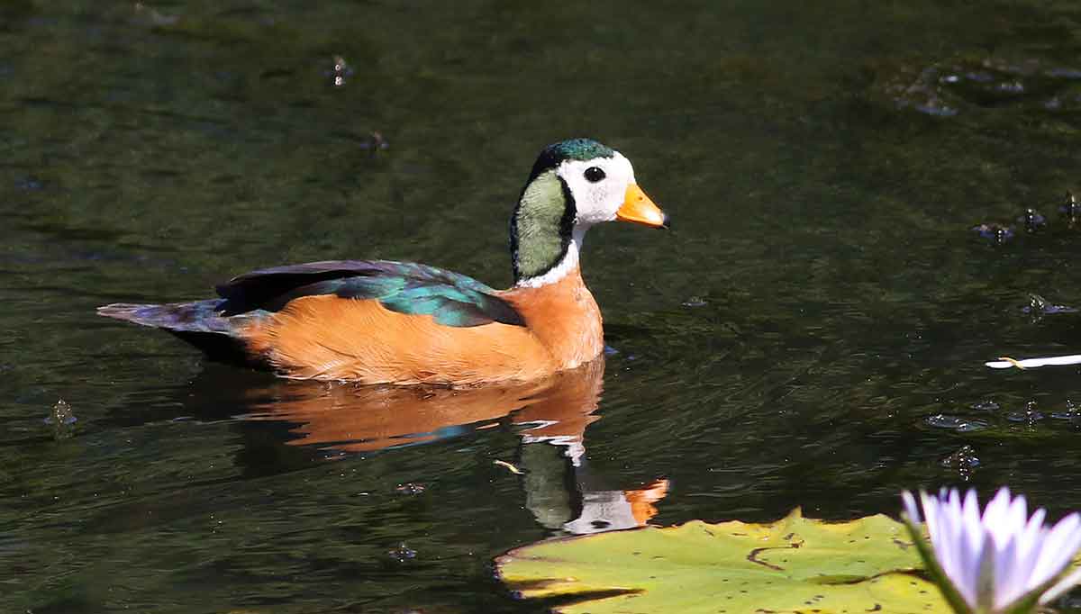 African Pygmy Goose | The Animal Facts | Appearance, Diet, Habitat