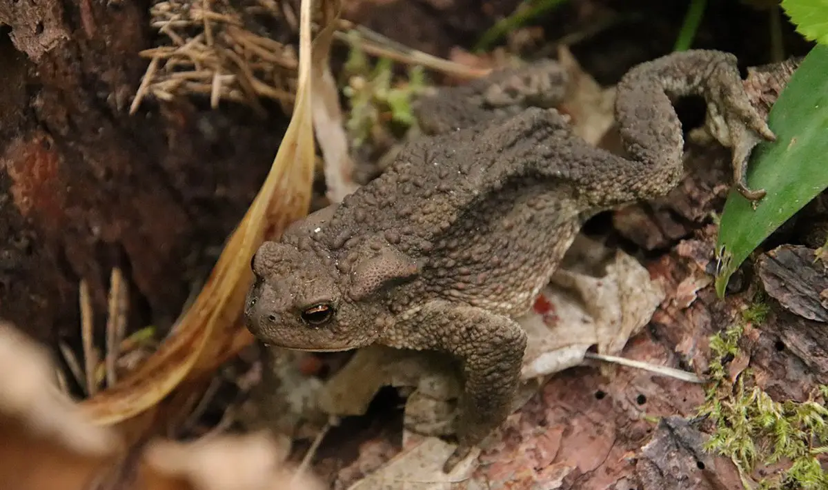 Common Toad | The Animal Facts Appearance, Diet, Habitat, Behavior