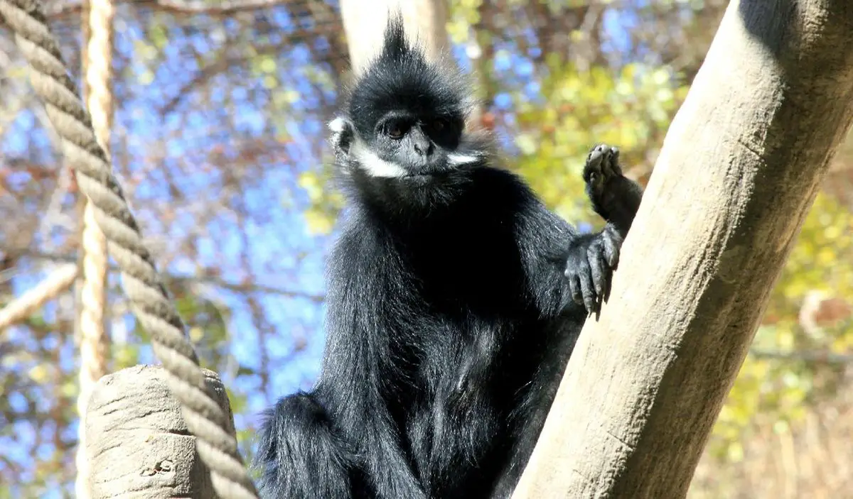 François’ langur | The Animal Facts | Appearance, Diet, Habitat, Behavior